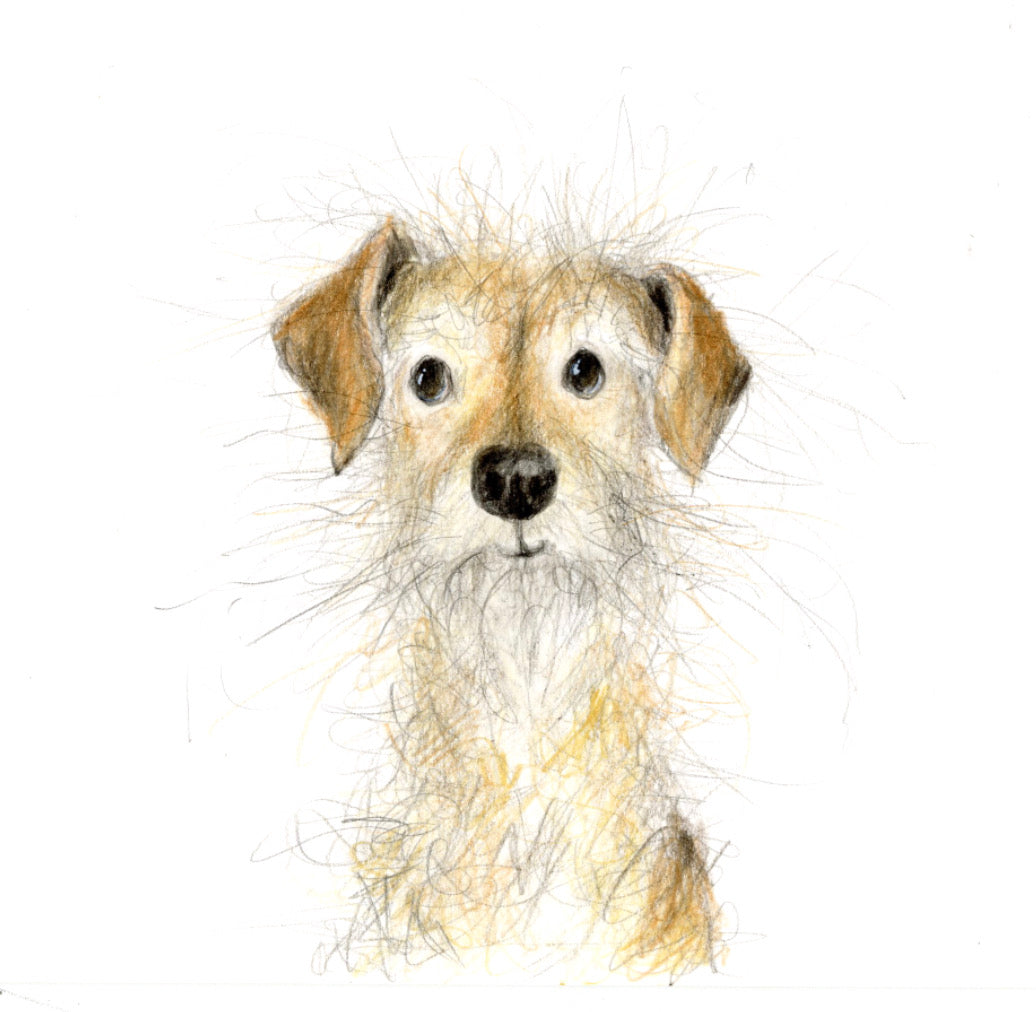 Scout – Catherine Rayner